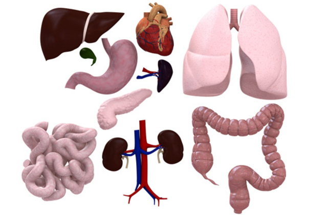 Quels sont les organes que l’on peut transplanter? - Planete sante