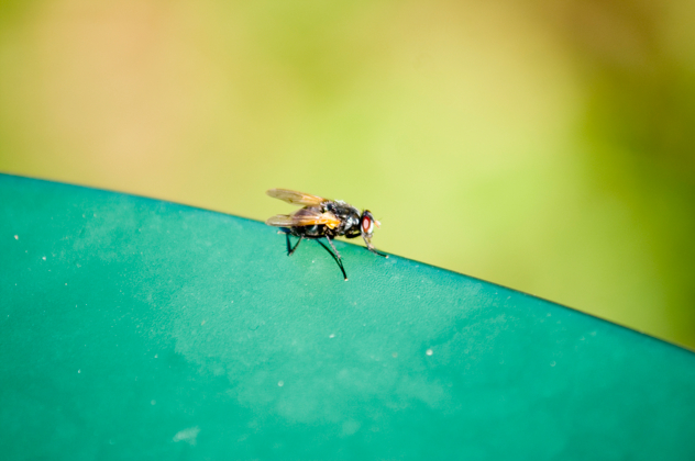 La mouche tsé-tsé dans le viseur - Planete sante