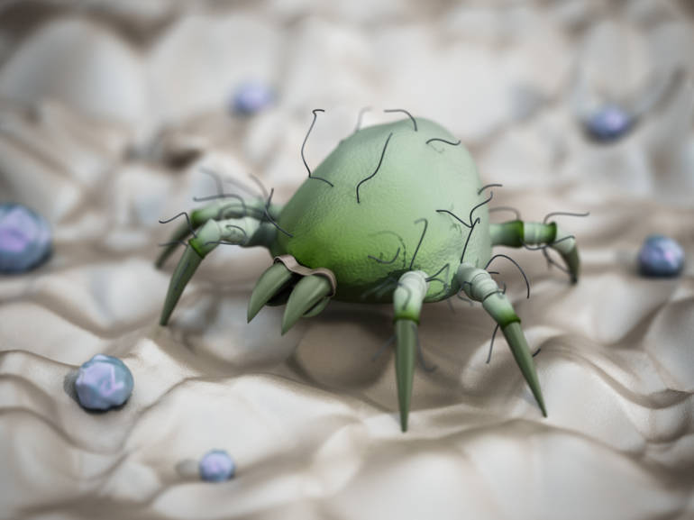 Acariens et animaux - Planete sante