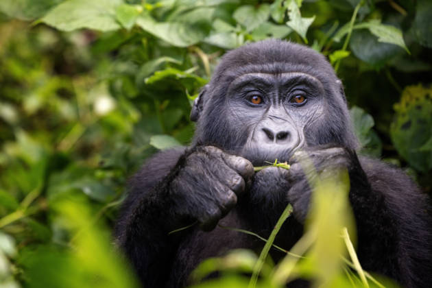 Les grands singes et les humains observent de la même façon - Planete sante