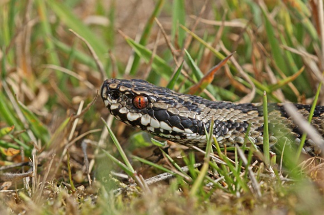 Morsures de serpents: ayez les bons réflexes - Planete sante