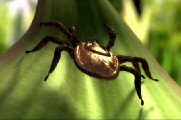 La tactique de la tique - Planete sante